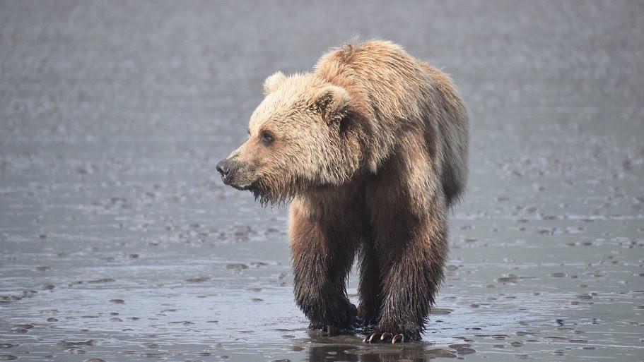 basq by LARQ - Guide to Lake Clark National Park